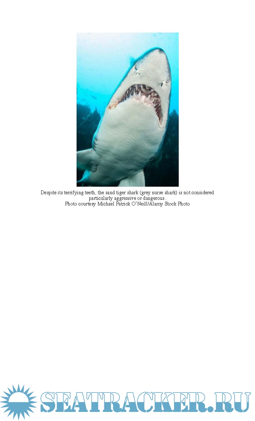 Sharks Never Sleep: First-Hand Encounters with Killers of the Sea - Brendan McAloon [2018, EPUB ...