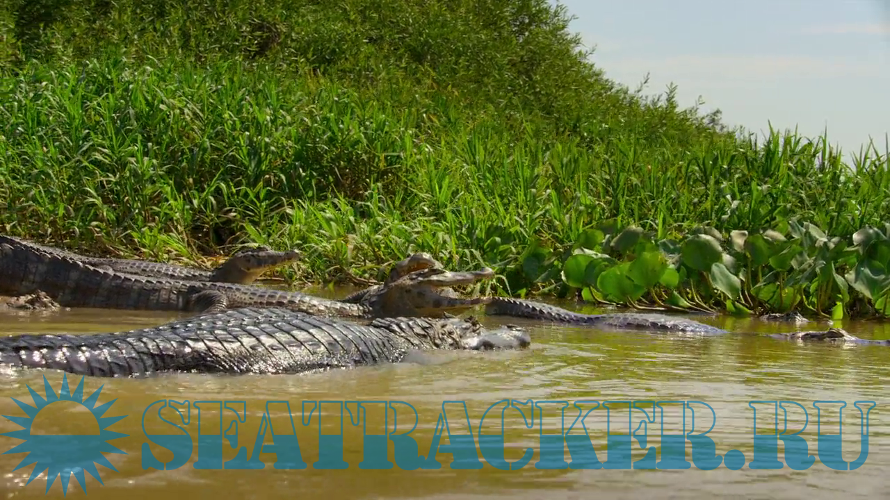 Our Planet: Fresh Water [2019, MKV] › Marine Tracker