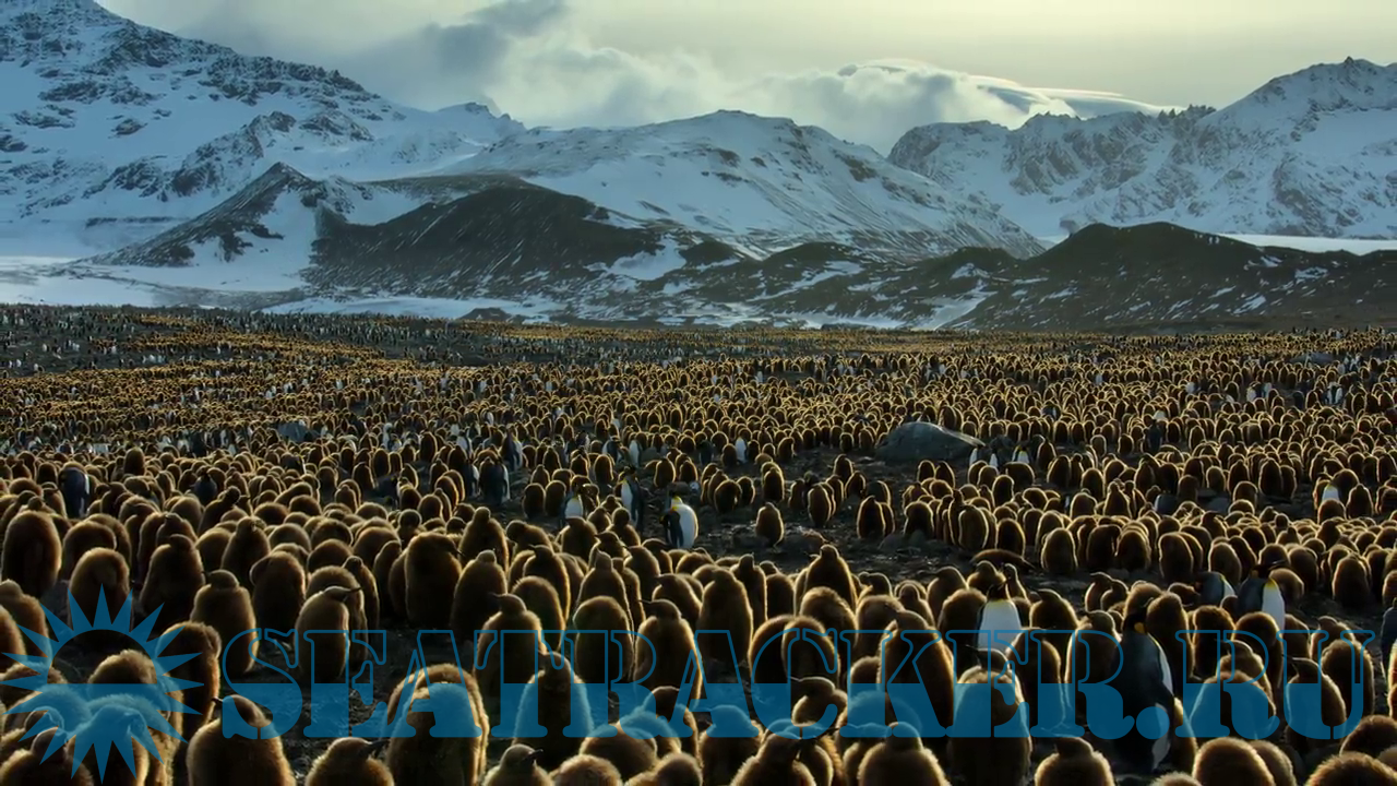 Our Planet: Frozen Worlds [2019, MKV] › Marine Tracker