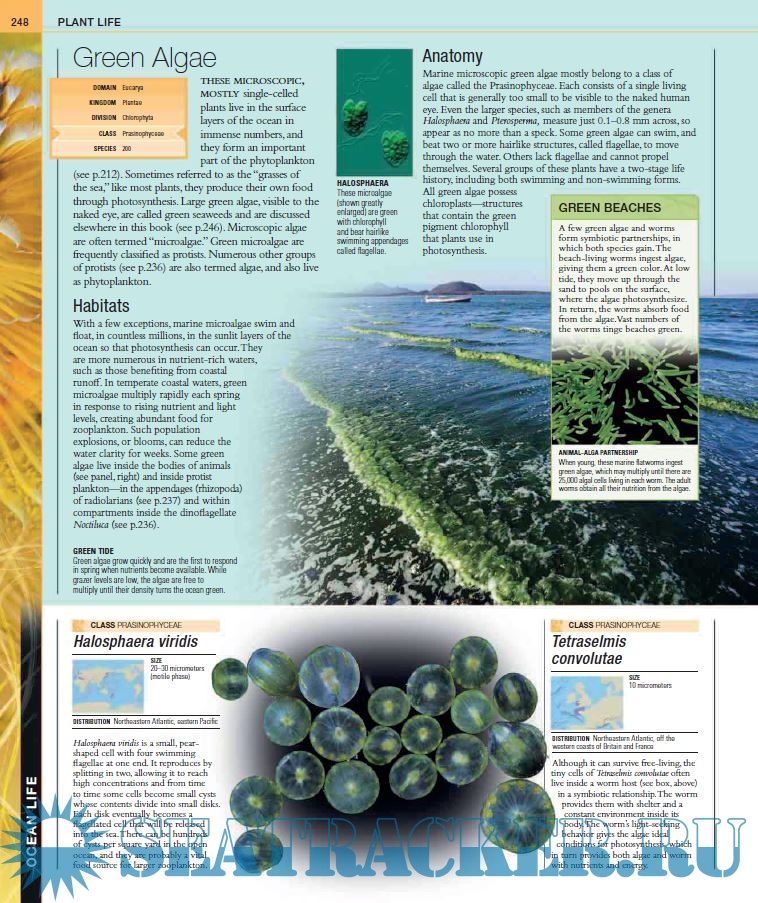 Ocean The Definitive Visual Guide - Dorling Kindersley [2014, PDF ...
